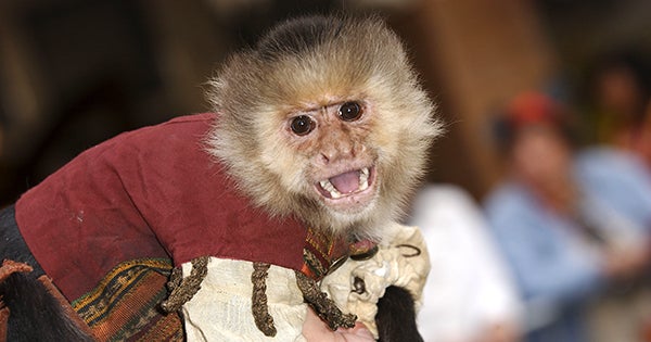 Pirates Of The Caribbean 5 Monkey Debate