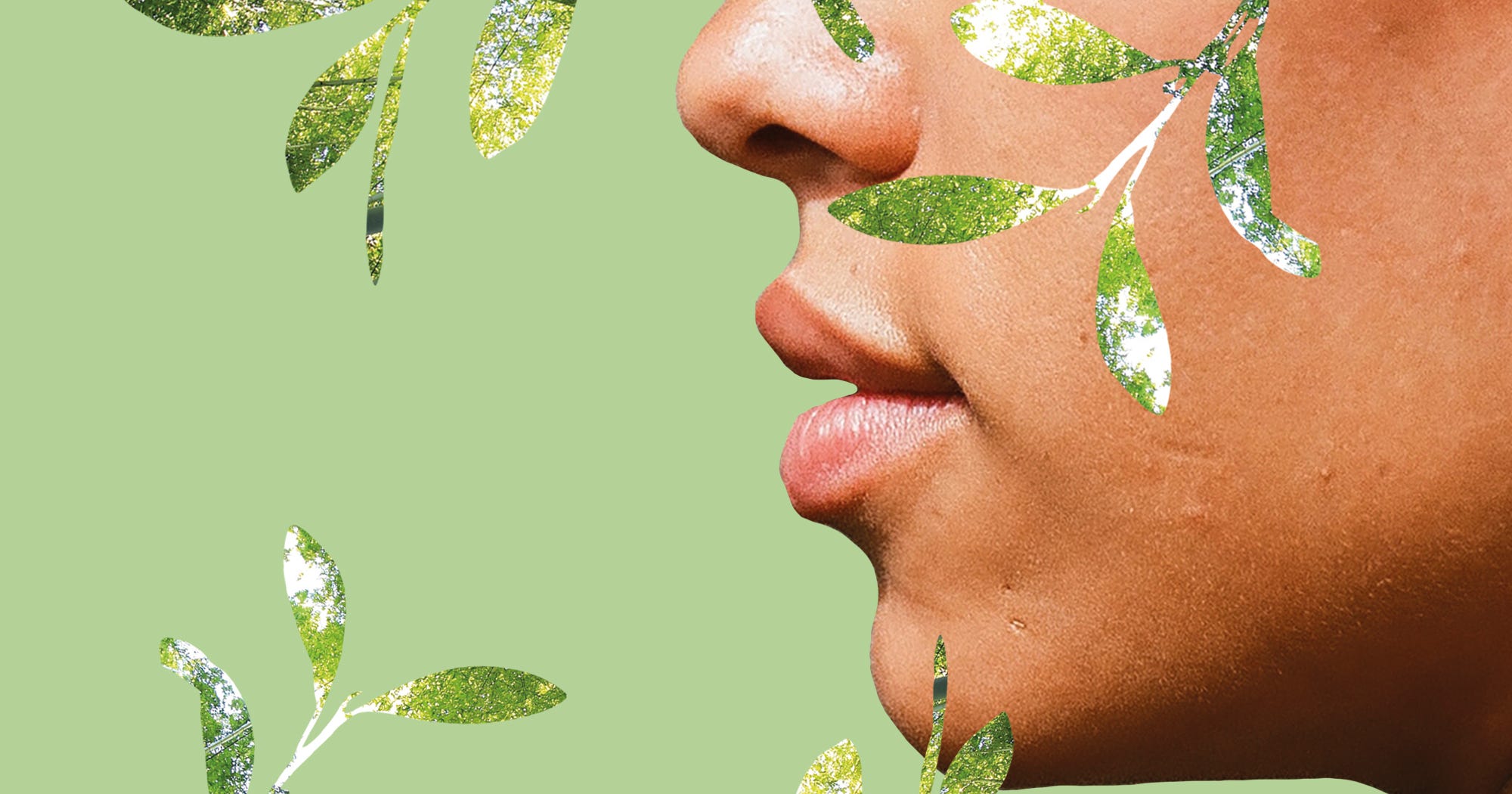 Tea Tree And Witch Hazel - Skin Benefits, Combination