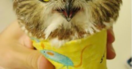 This Is A Baby Owl Burrito