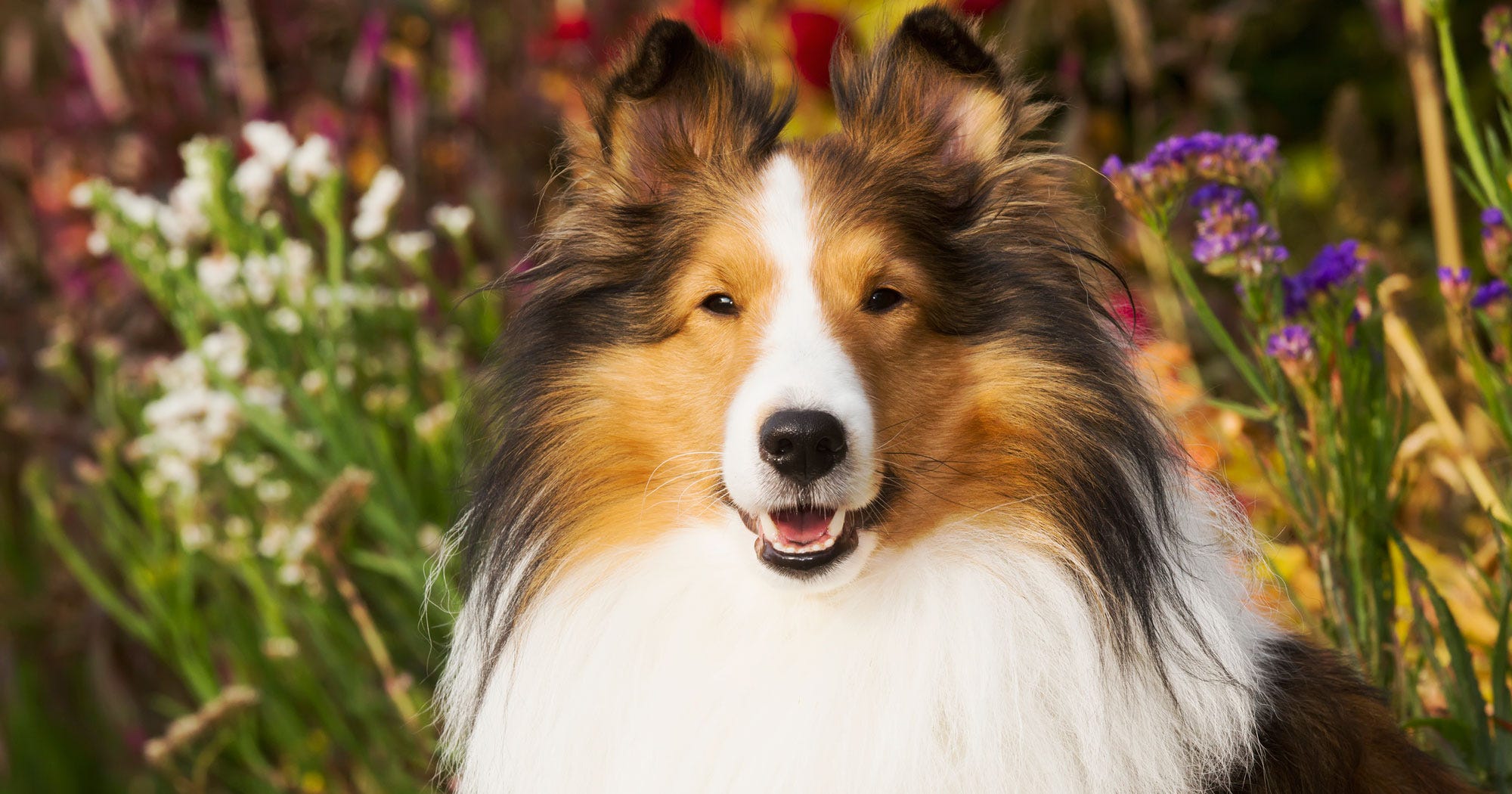 Oregon State University Student, Smuggle Dog Willy