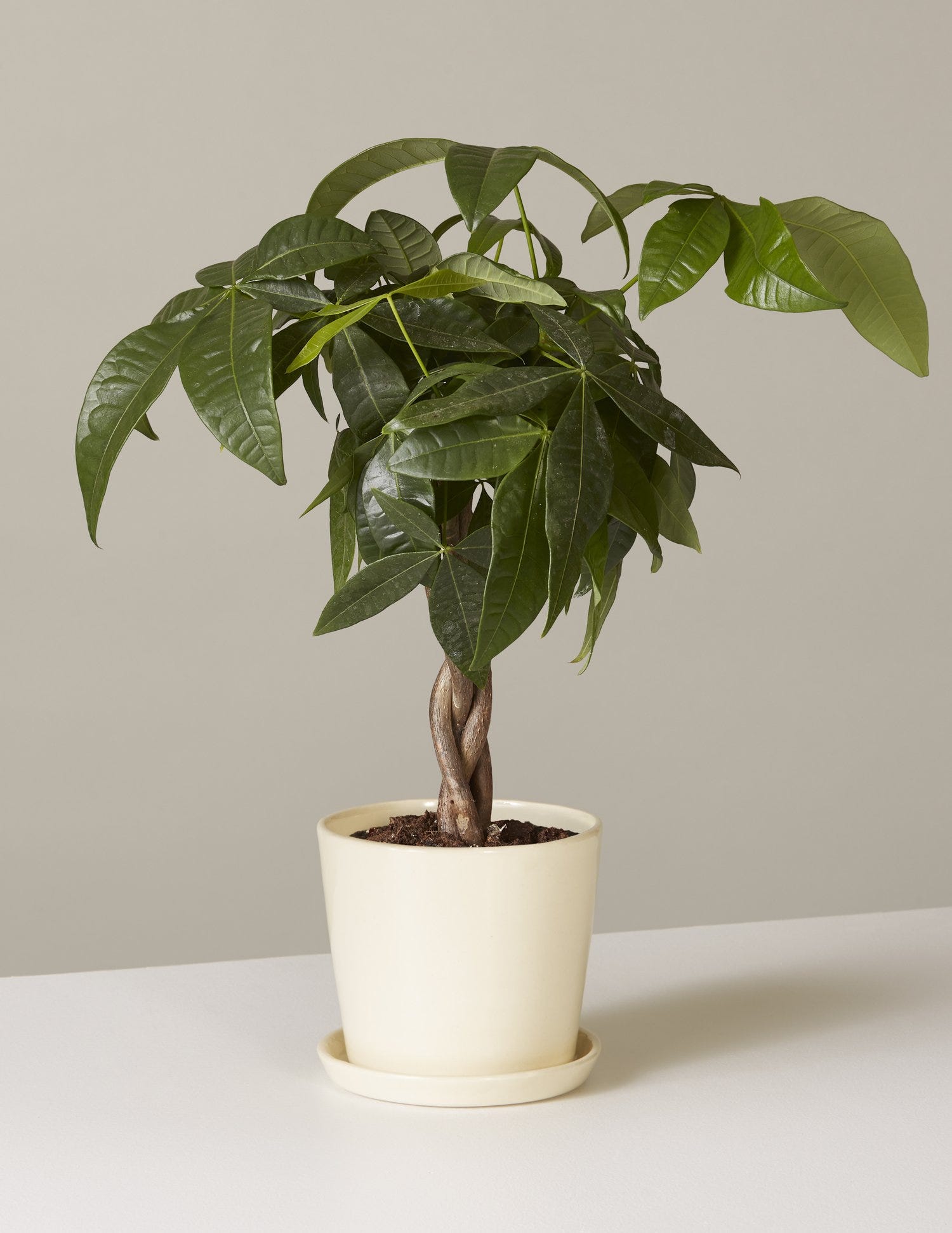 The Sill + Money Tree