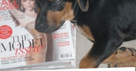 Best Fashion Tweets- Coco Rocha's Dog