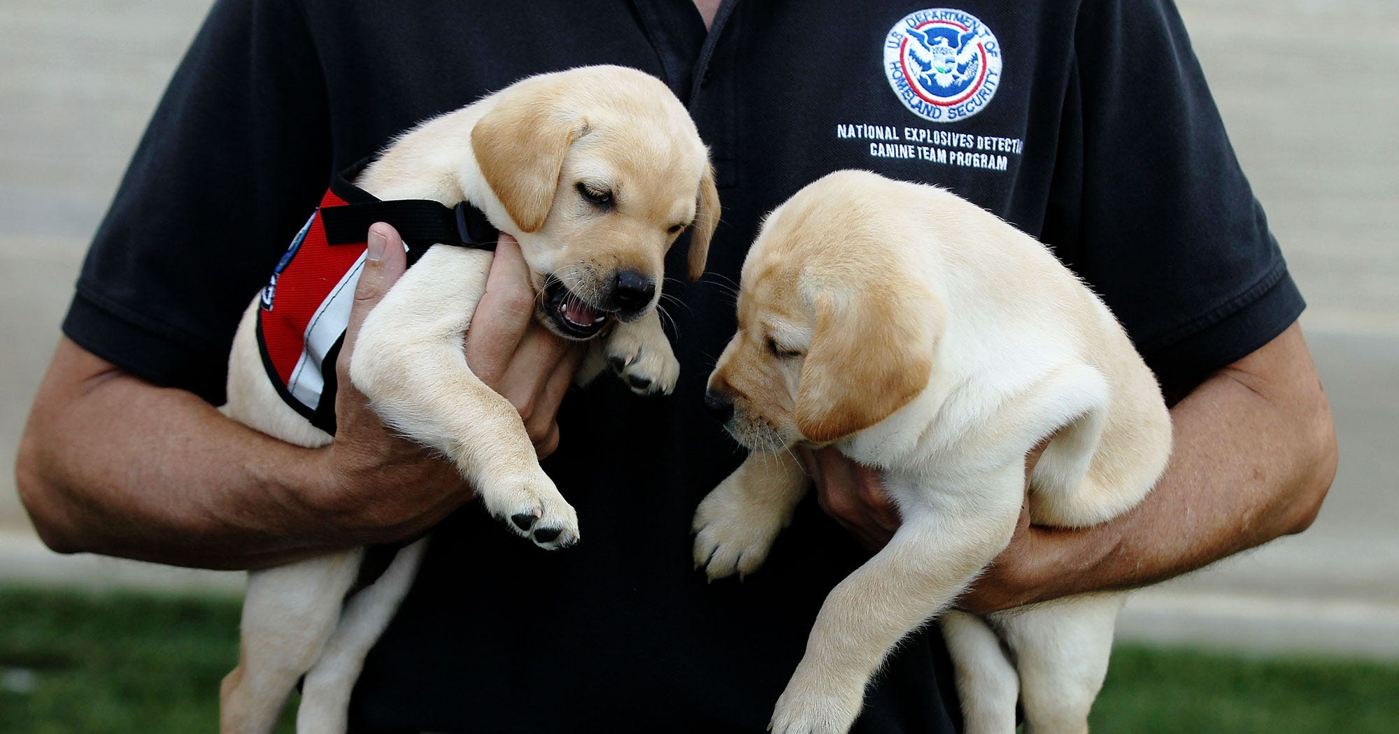 Transportation Security Administration Dog Adoption