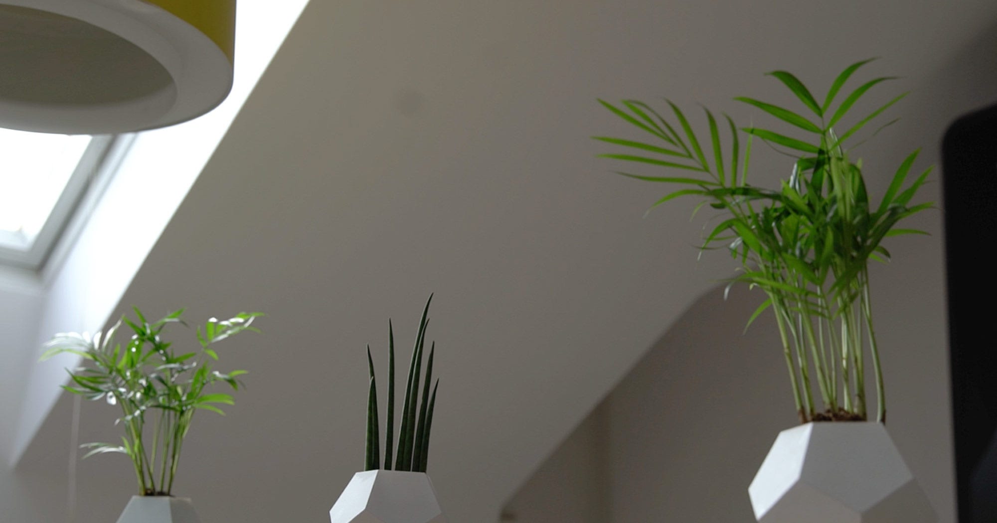 Floating Levitating Plant Trend - Flyte Levitronica