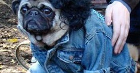 Pug Party Chicago