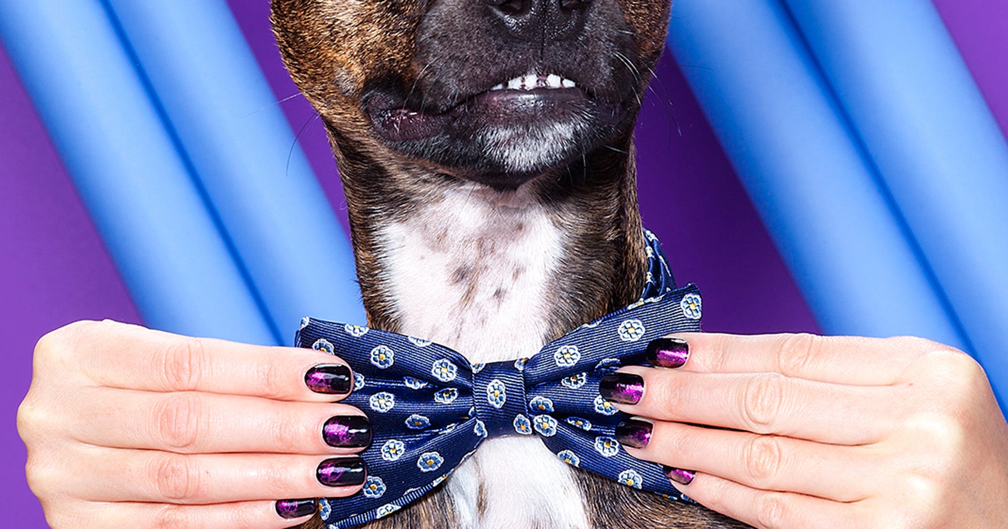 Dog Bachelor Santa Fe Animal Shelter Video