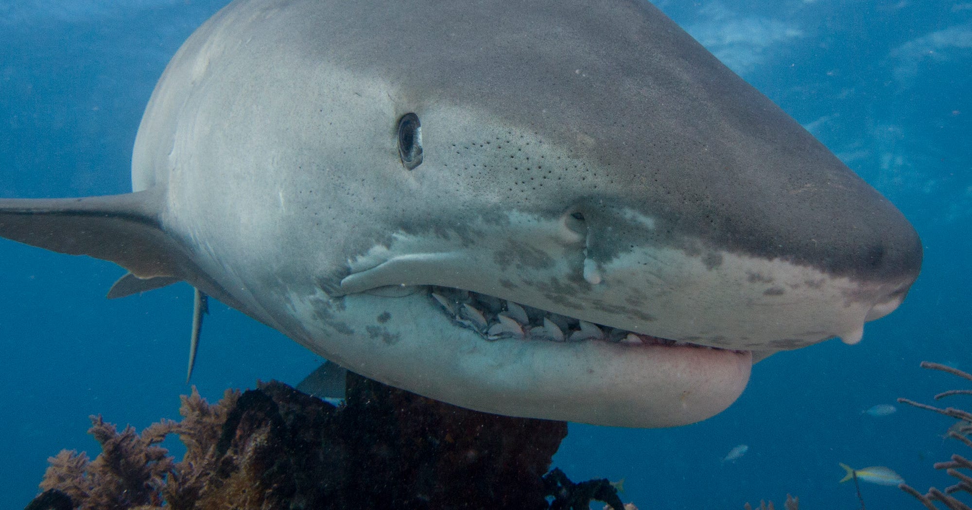 Shark Week 2016 TV Program Highlights