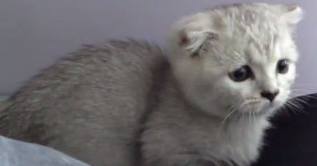 Munchkin Kittens - Chayenne And Mishka - Cat Videos