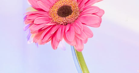 Color Smell Association - Culture Influences Senses