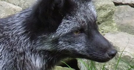 Friendly Face Fox Human Beauty Study