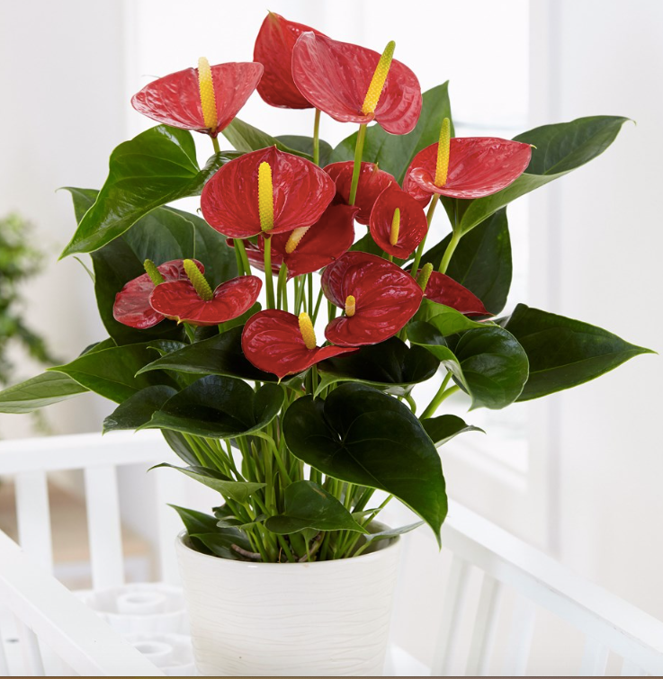 Crocus + Anthbnena Red champion