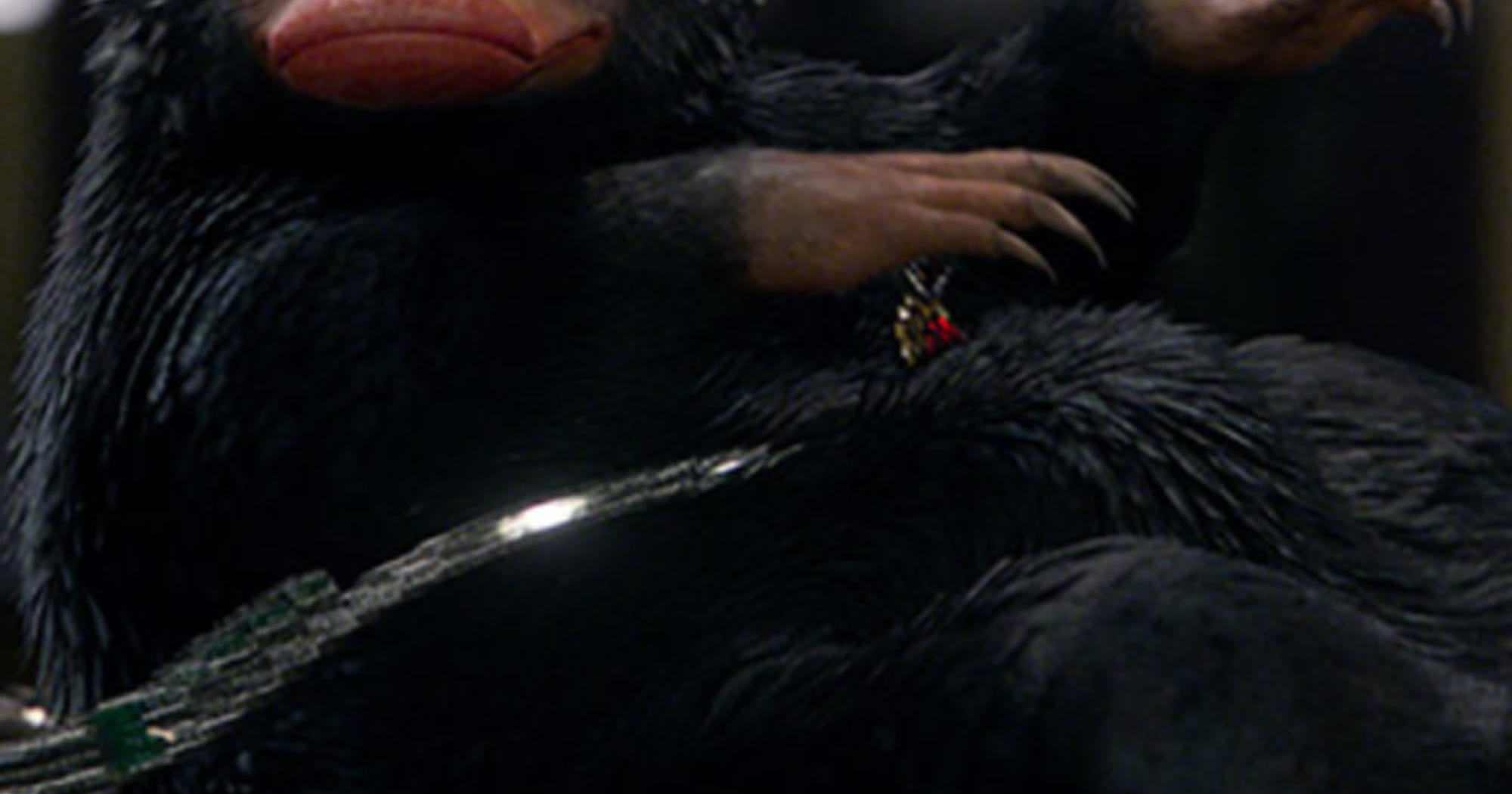 Fantastic Beasts Movie Niffler Real Animal