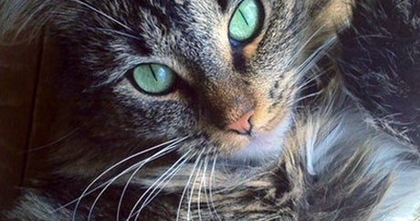 Cat Snap - Cat Selfie Photo App