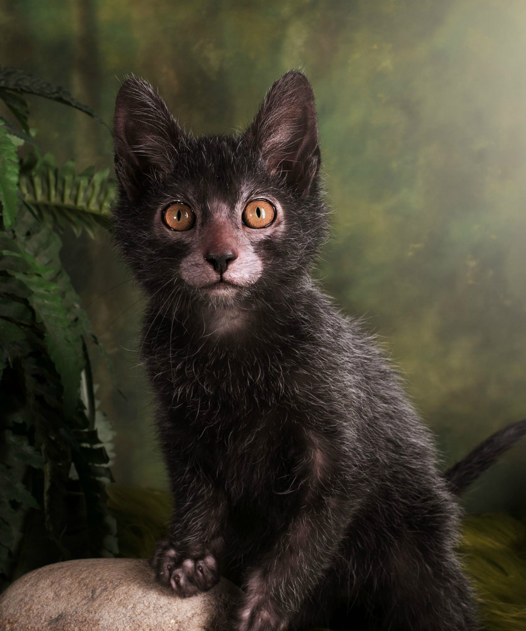 Lykoi Werewolf Cats Weird Pets