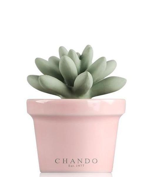 Chando + Mini Succulent Aroma Diffuser – Midnight Crystal