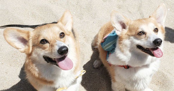 SoCal Corgi Beach Day Dog Pictures