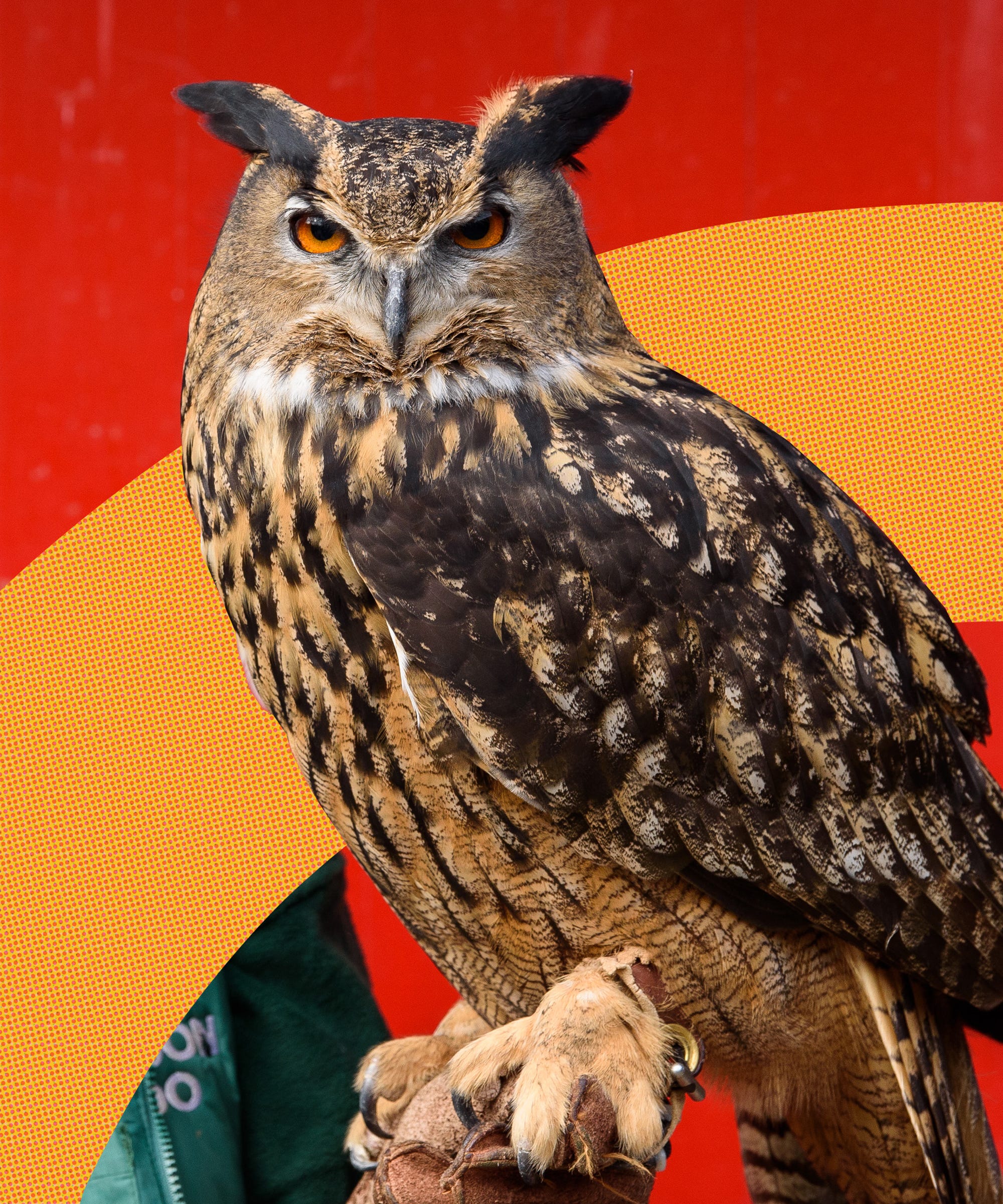 Kathleen Peterson Owl Theory The Owl Theory : R/TheStaircase