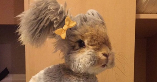 Wally Instagram Bunny English Angora Rabbit