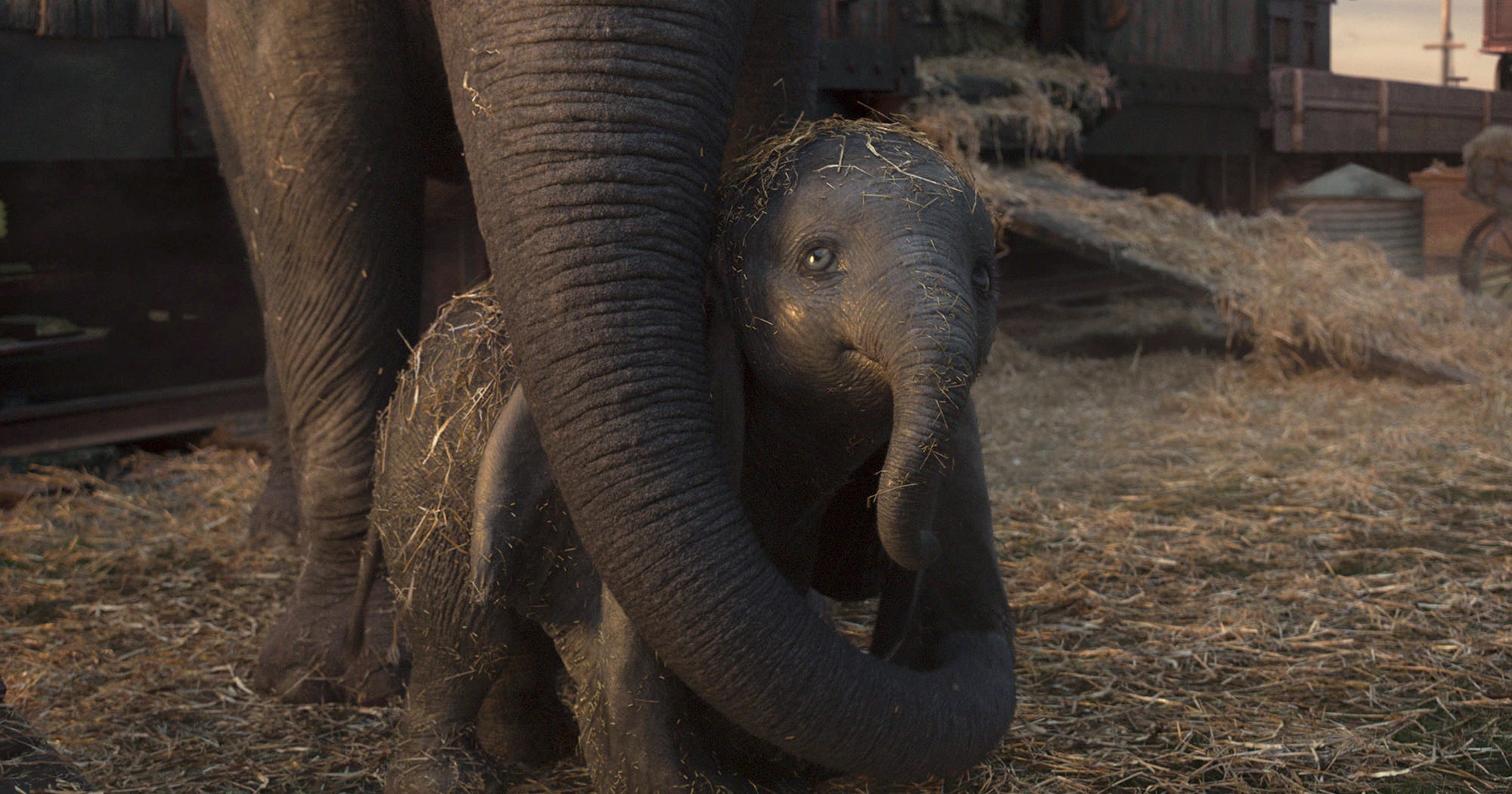 How Accurate Is The Dumbo Version Of A Baby Elephant?