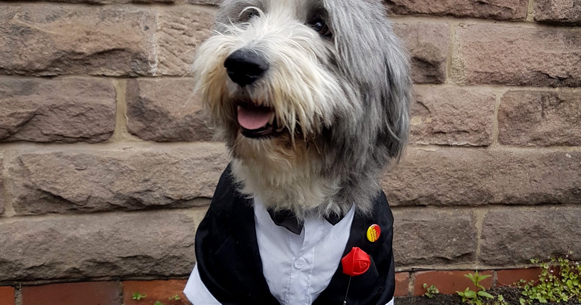 Dogs At Polling Stations – General Election 2017