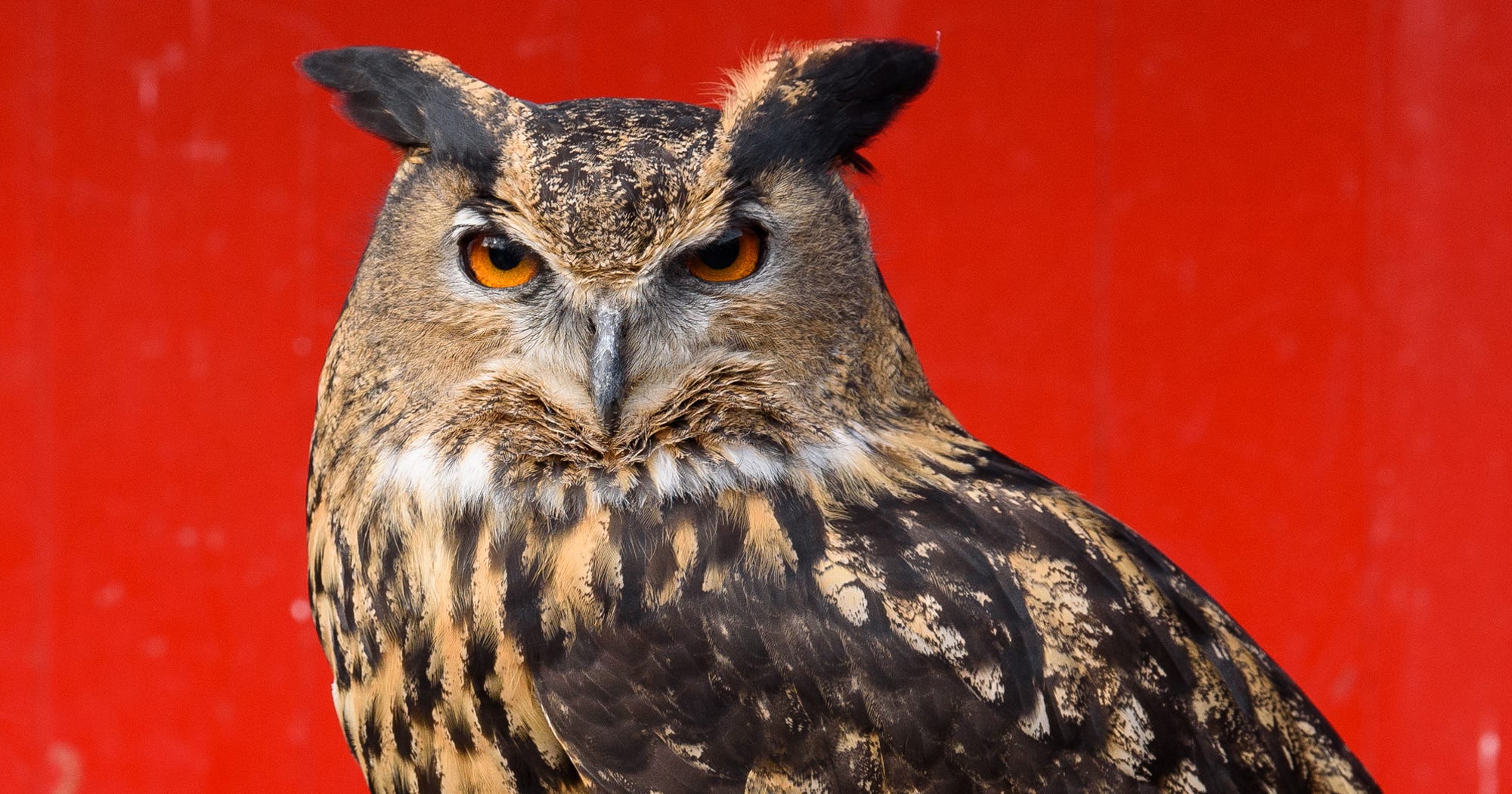 Michael Peterson Lawyer Says Staircase Owl Theory True