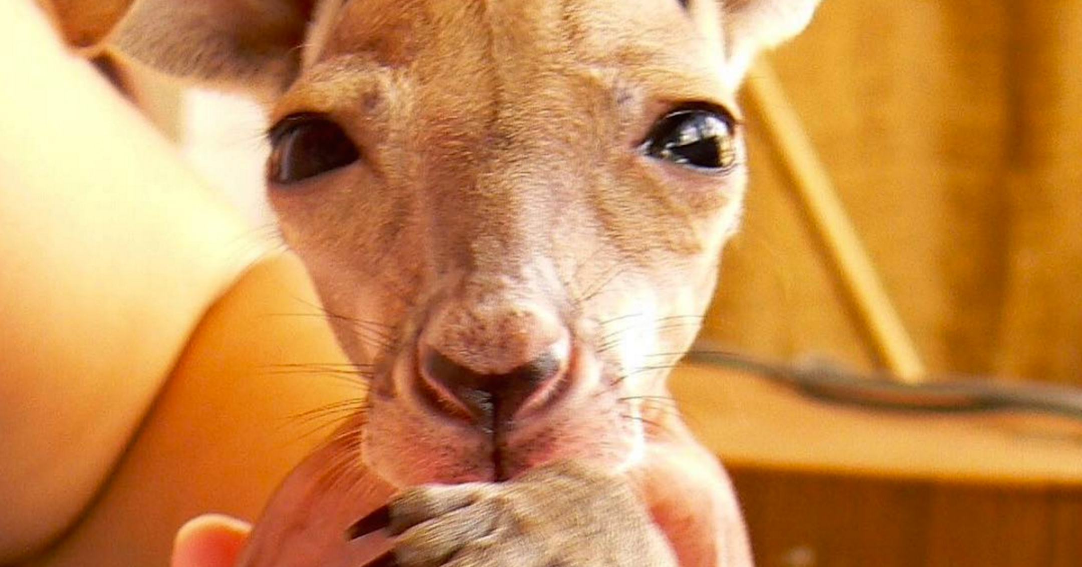 Kangaroo Sanctuary Australia Brolga Kangaroo Dundee