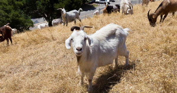 Goats Running In Berkeley