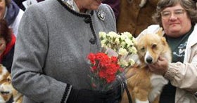 Corgi Endangered Breed - Corgis Extinct