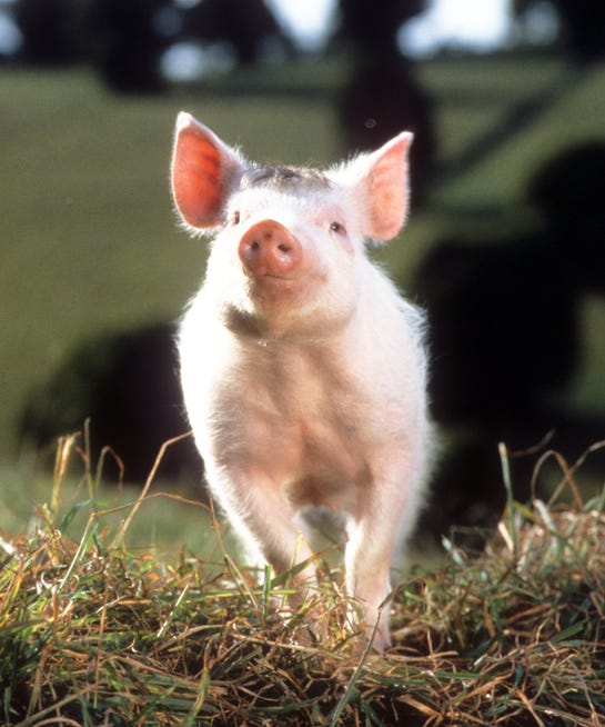 The Best Talking Animals In Movies