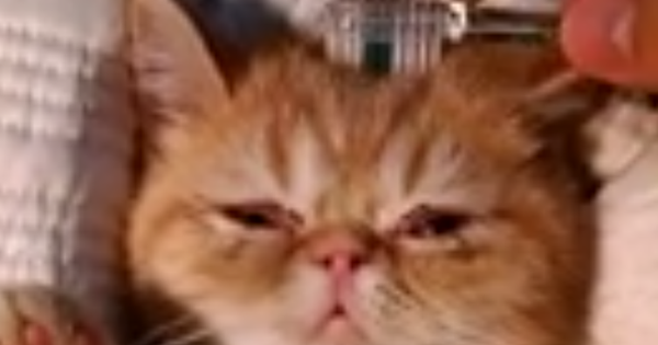 Cute Cat Video Kitten Brushed With Toothbrush