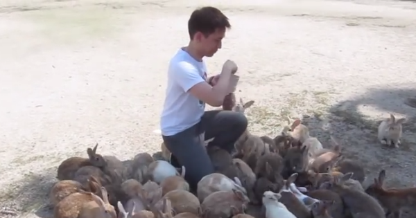 Man Drowns In Bunny Rabbits On Rabbit Island