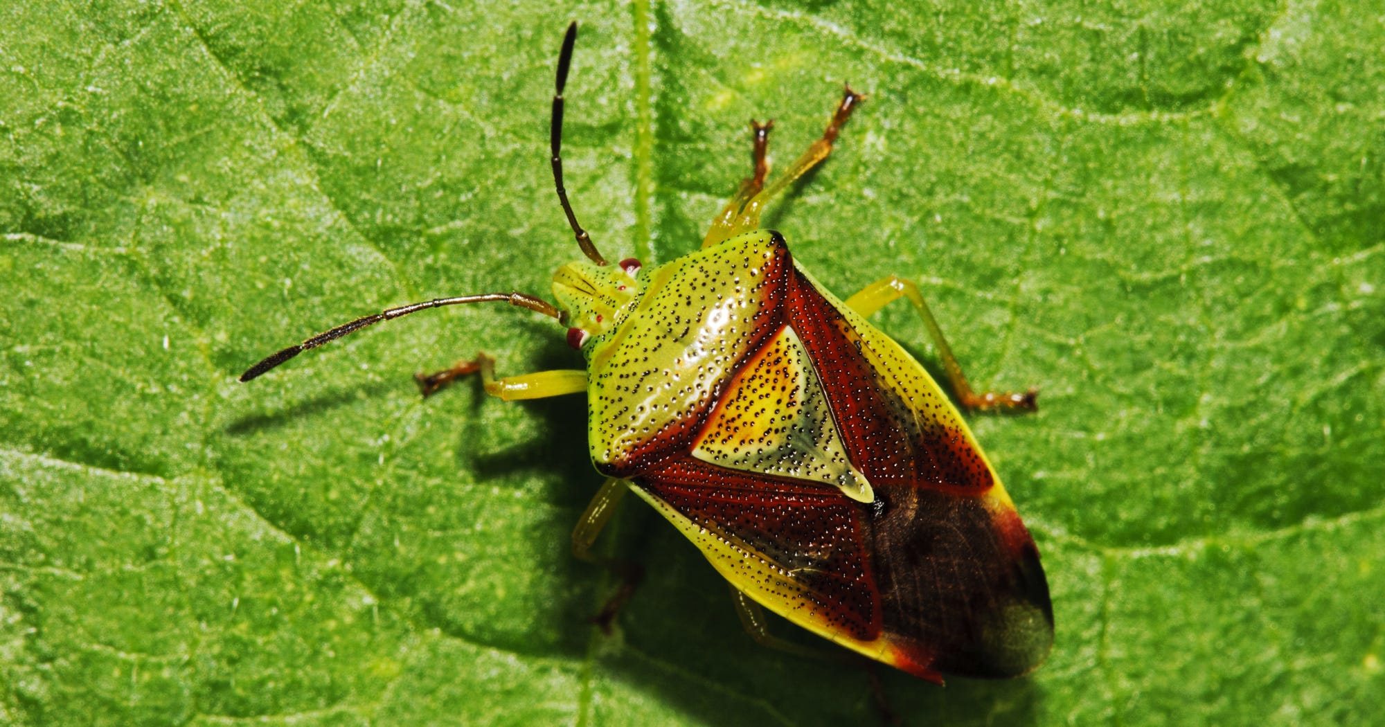 Edible Bug Insect Food Protein Source