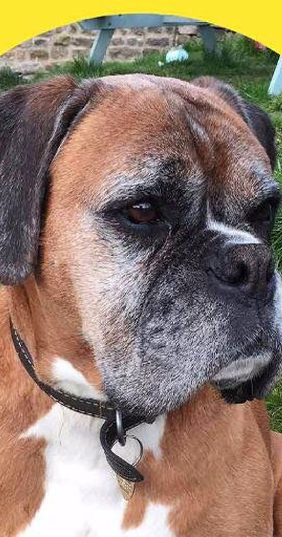 Couple Clones Dog Twice With Sooam Biotech