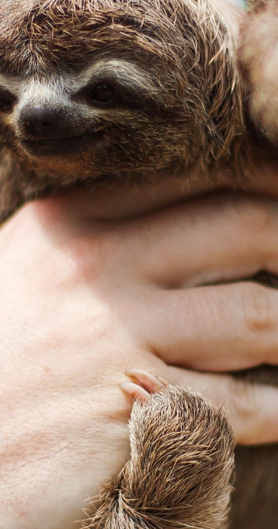 Lost Sloth Ecuador Photos