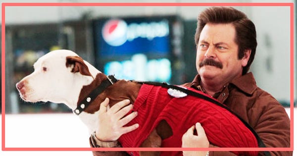 Cute Pets TV Show Dogs