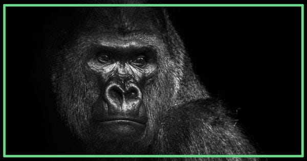 Gorilla Smart Phone Photos Louisville Zoo Video