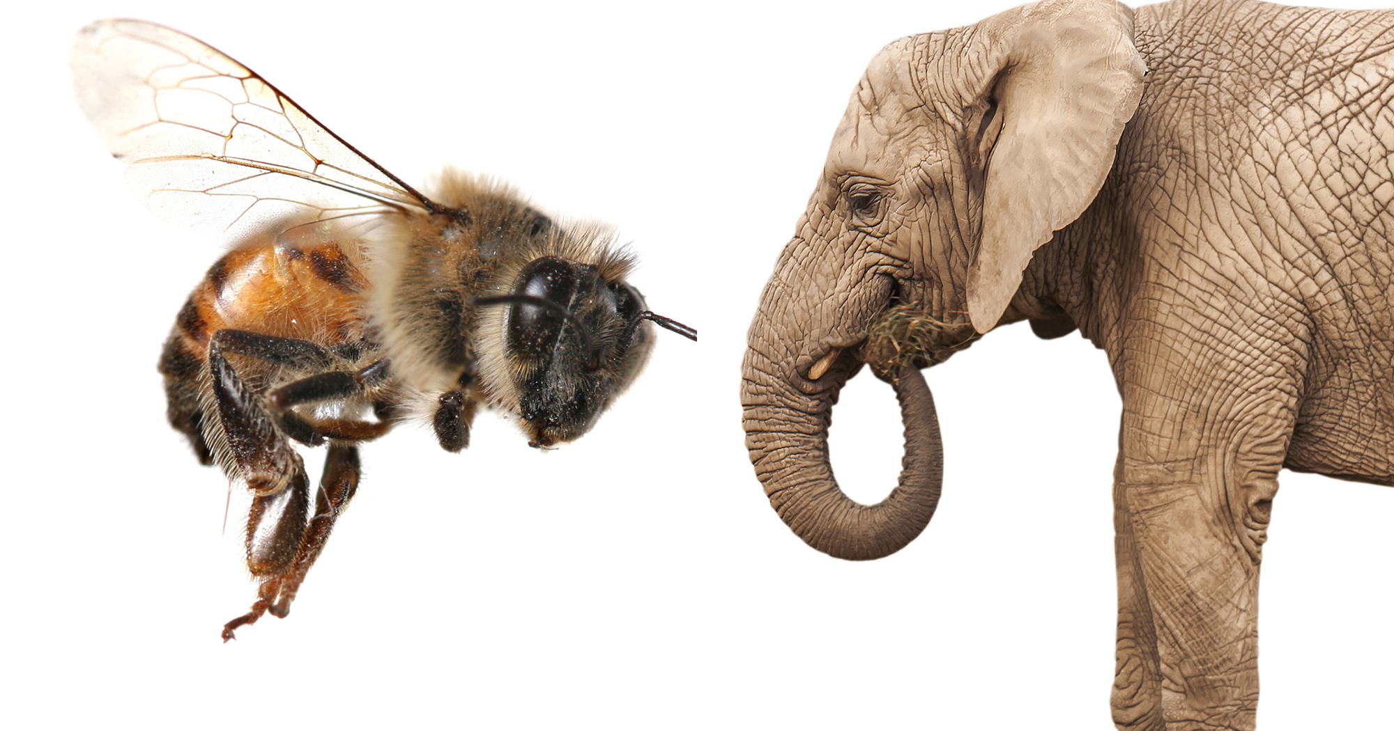 How Bees Reduce Elephant Poaching - Ian Somerhalder