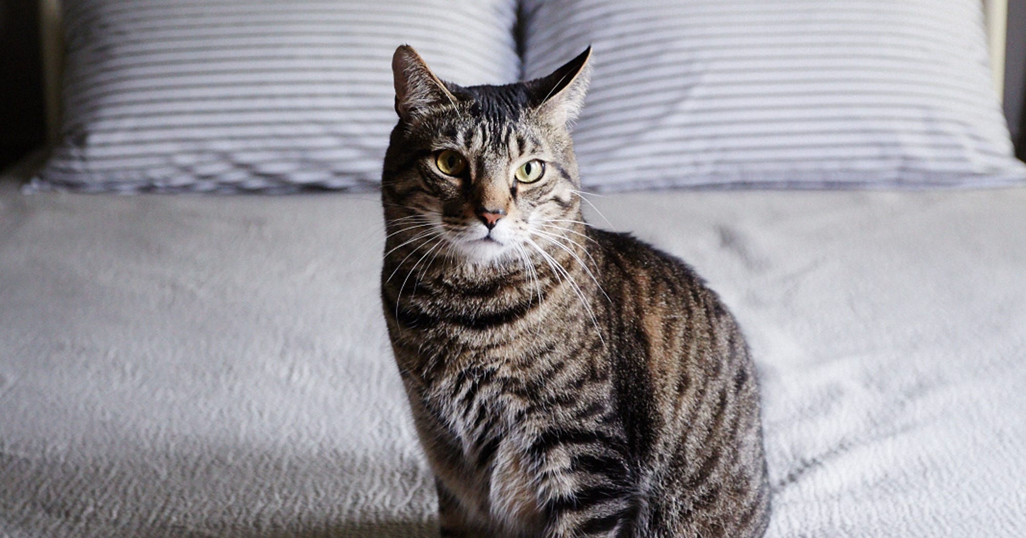 Cat Meme Brussels Lockdown Terror Raid