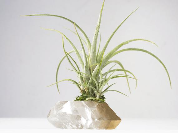 AirFriend + Jumbo Air Plant & Quartz Terrarium